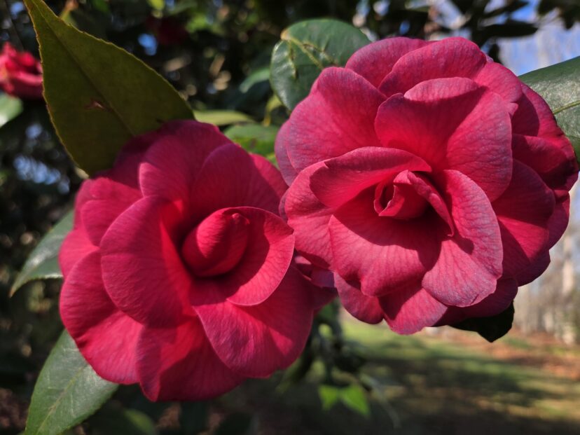 January 19 Week 3 Garden Photos | Home & Garden Information Center