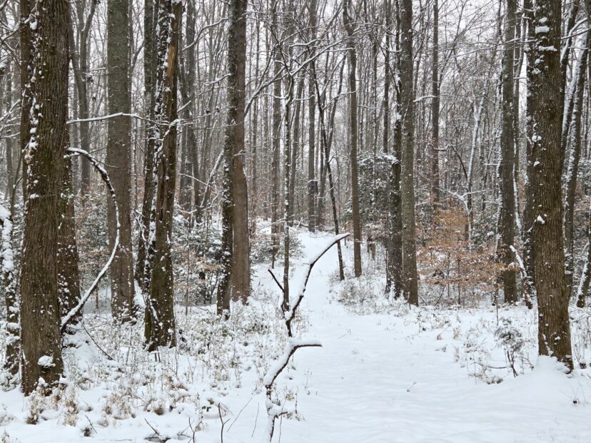 February 02 Week 1 Garden Photos | Home & Garden Information Center